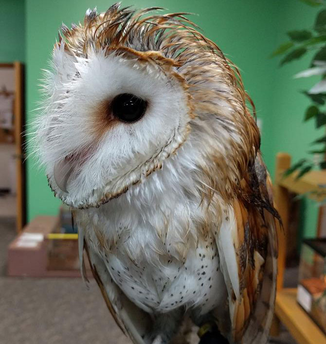 All About Owls | stlparent.com