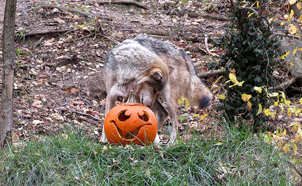 Howl-O-Ween at the Endangered Wolf Center | stlparent.com