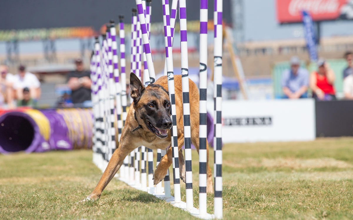 Purina Pro Plan Incredible Dog Challenge at Purina Farms | stlparent.com