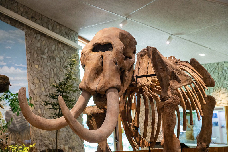 Toddler Thursday at Mastodon State Historic Site | stlparent.com