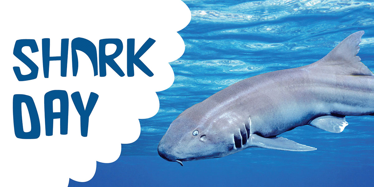 Shark Day at the Saint Louis Zoo | stlparent.com