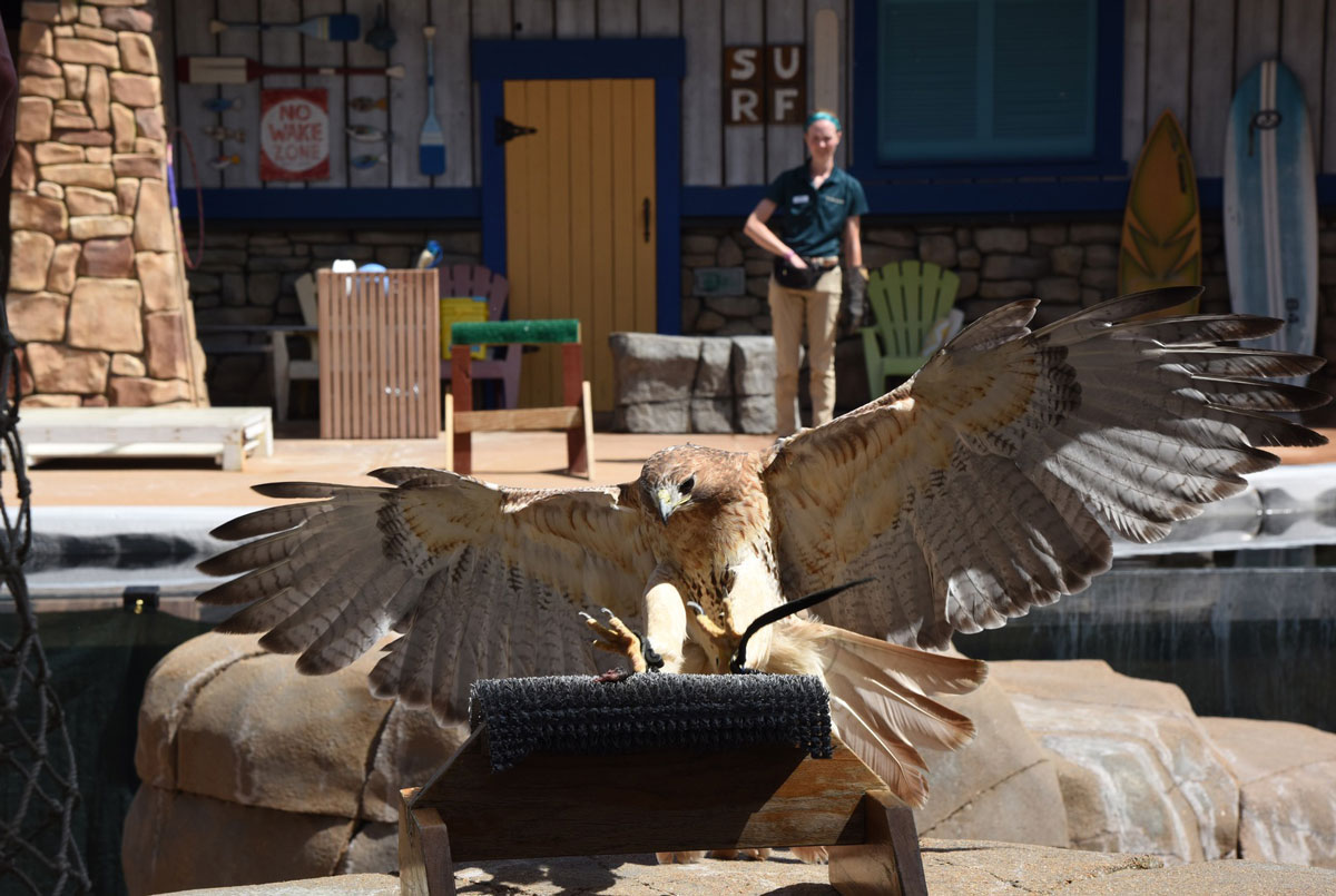 Winging It at the Saint Louis Zoo | stlparent.com