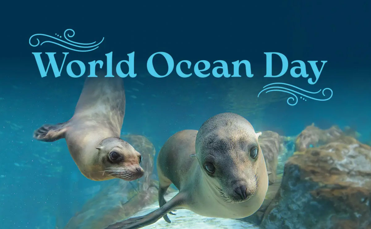 World Ocean Day at the Saint Louis Zoo | stlparent.com