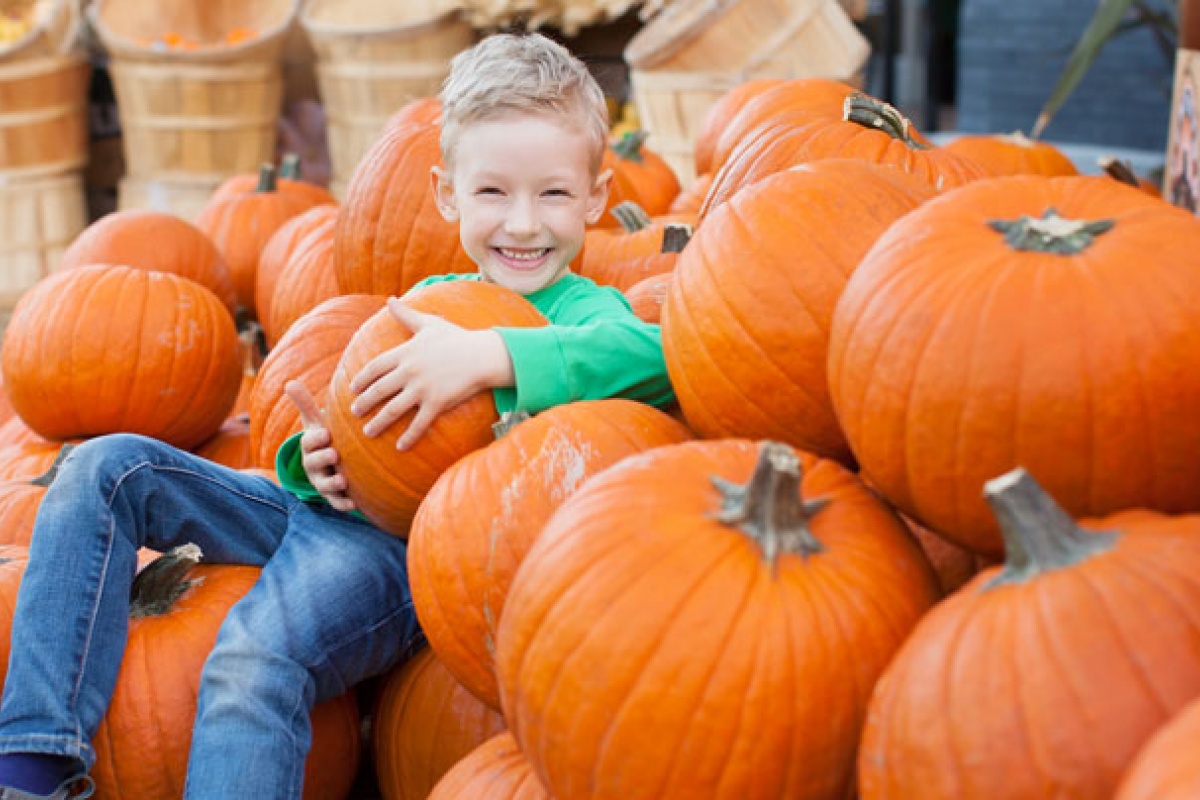 St Louis Pumpkin Patches Stlparent st-louis-pumpkin-patches-stlparent